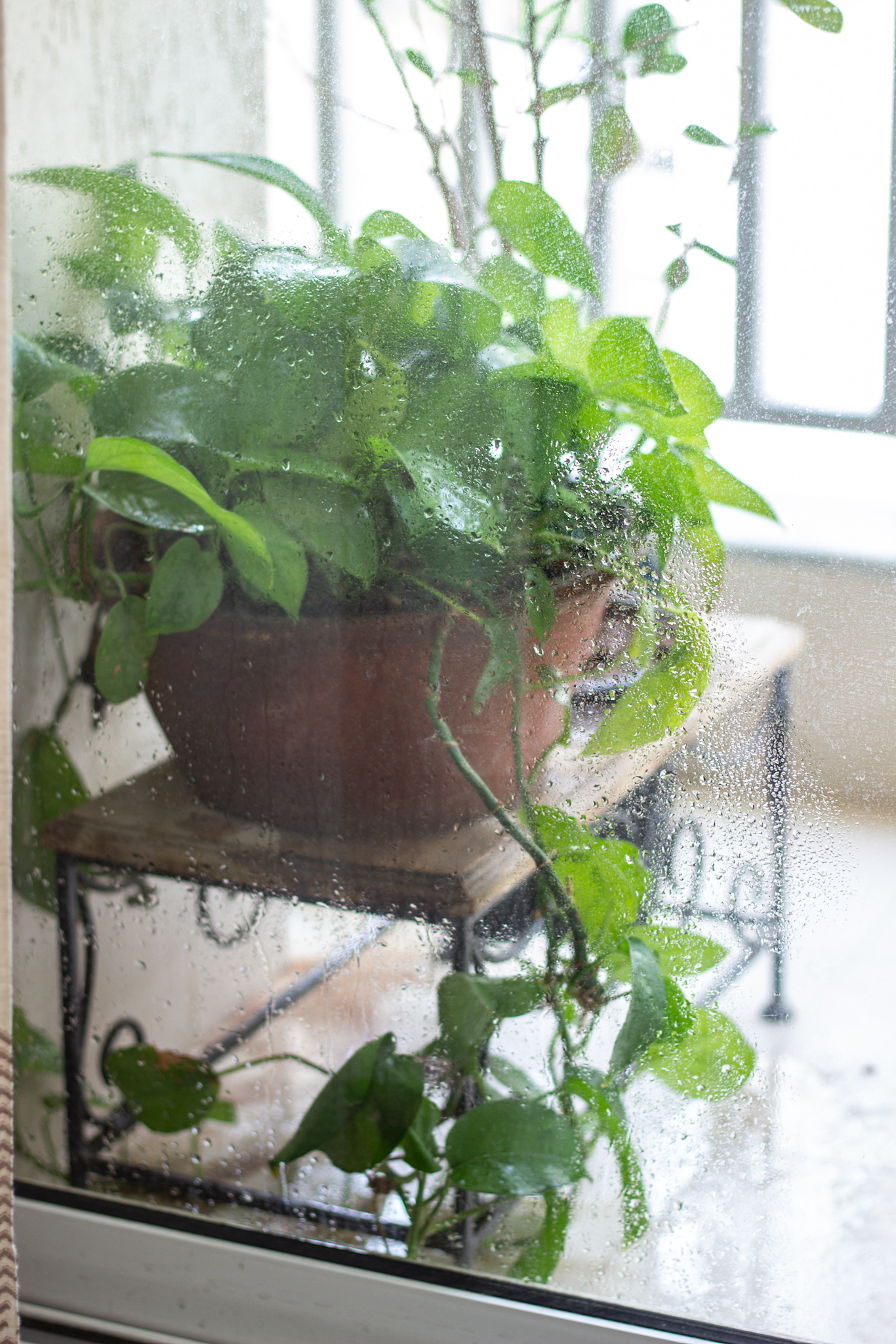 5 Easy Plants for Busy People & Beginners - Innpursuitofhappiness